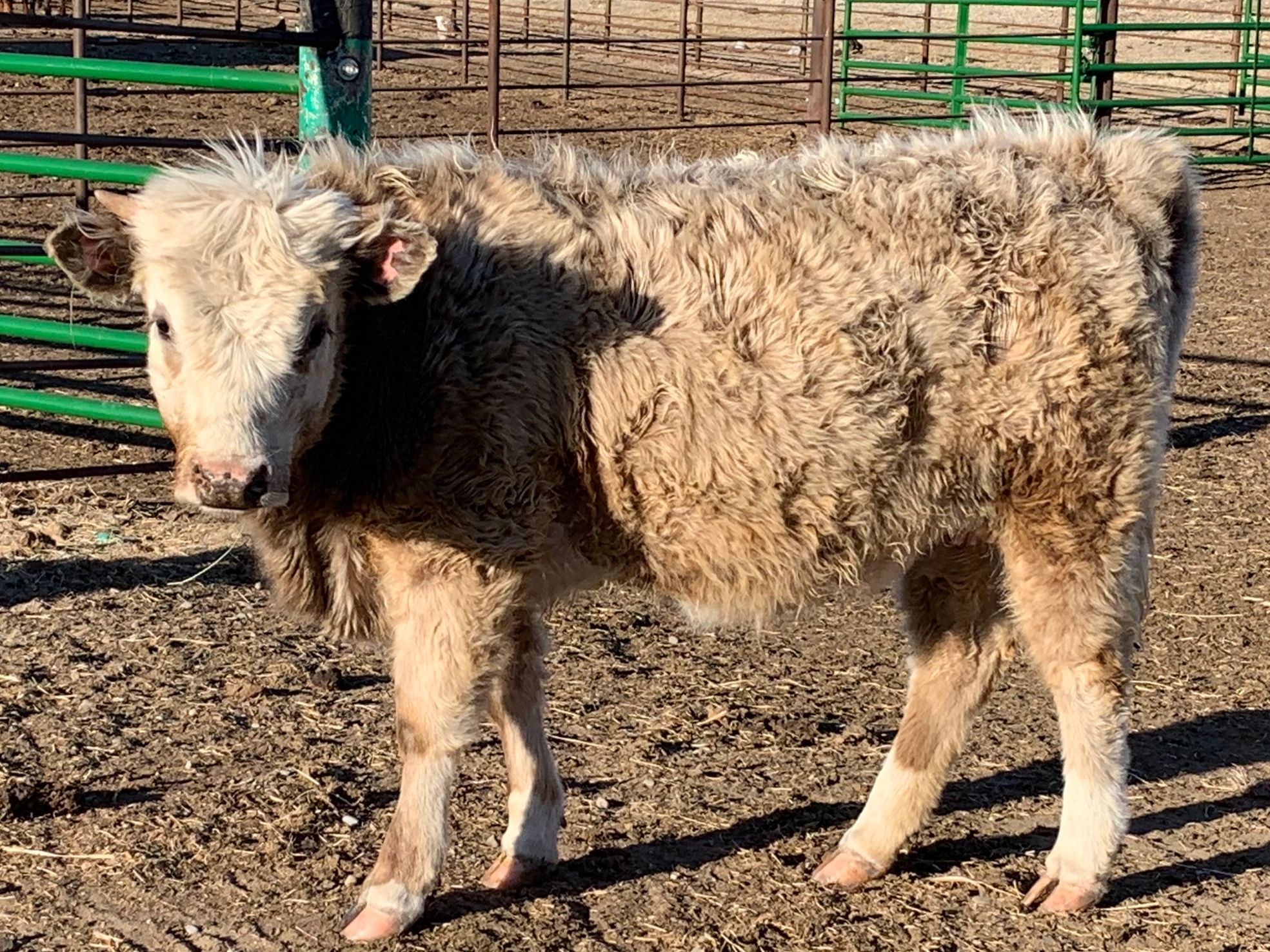 Mini Belted Galloways